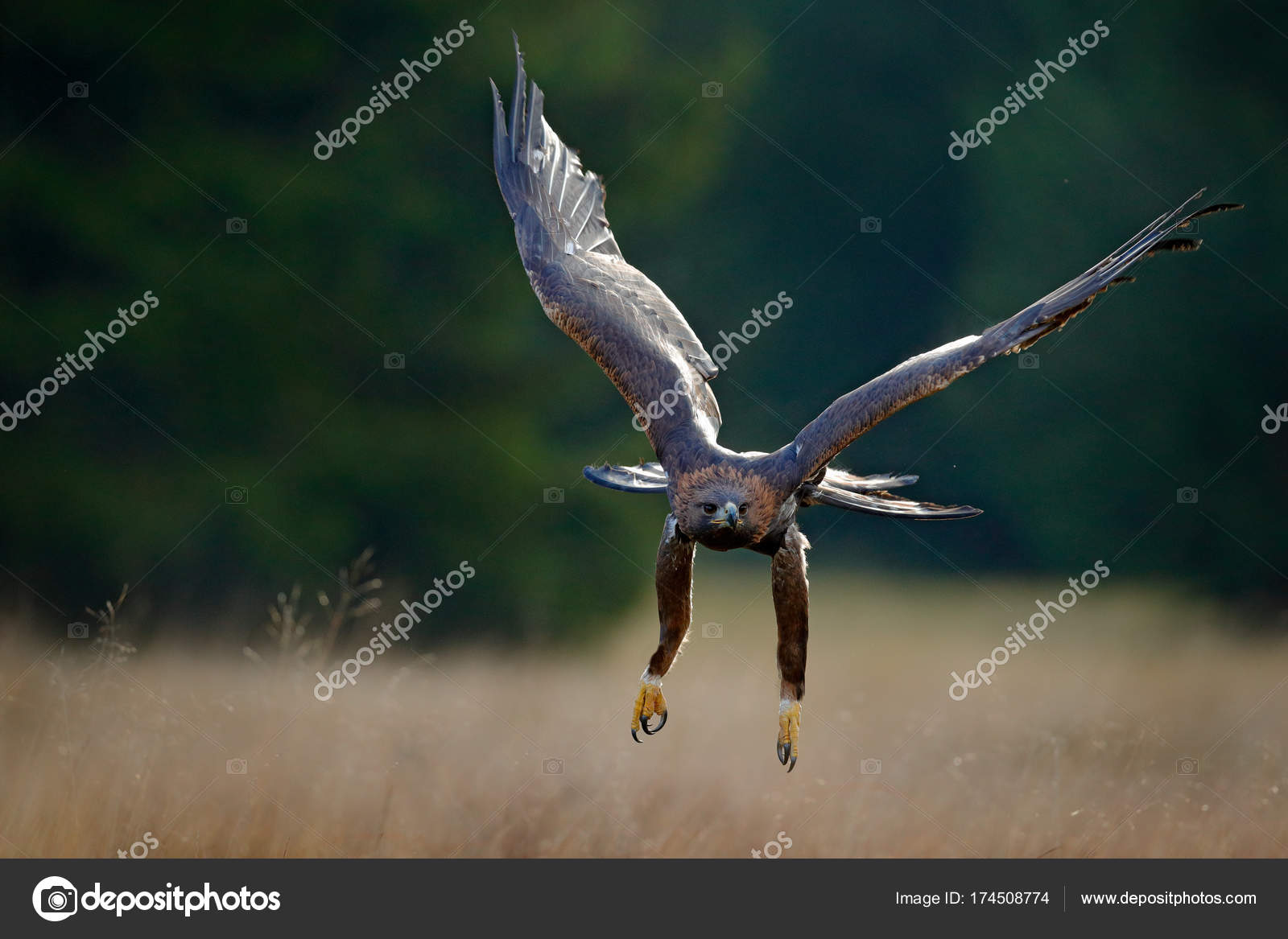 Flying golden eagle Stock Photo by ©OndrejProsicky 174508774