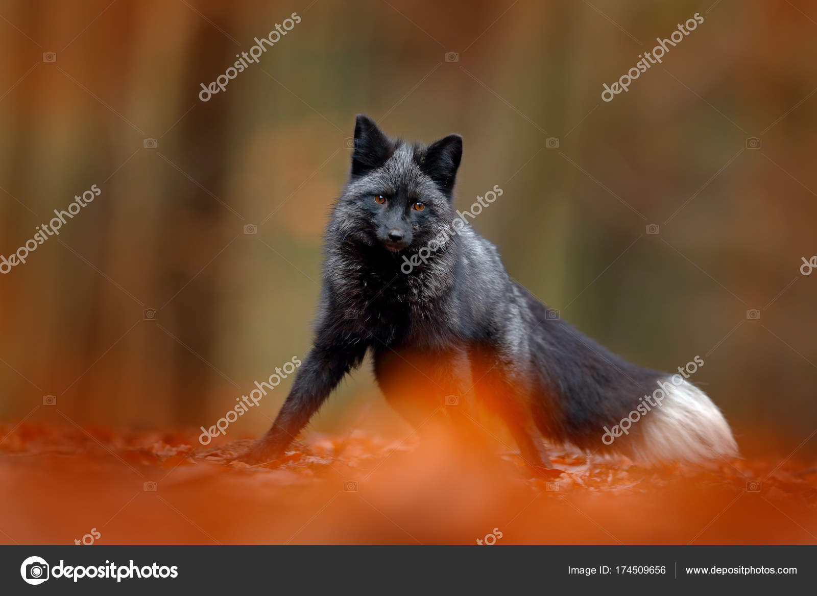 Zorro Plateado Domesticado Zorro Negro Plata — Foto De Stock