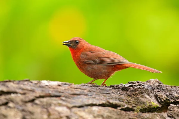 Red bird in tree Stock Photos, Royalty Free Red bird in tree Images ...