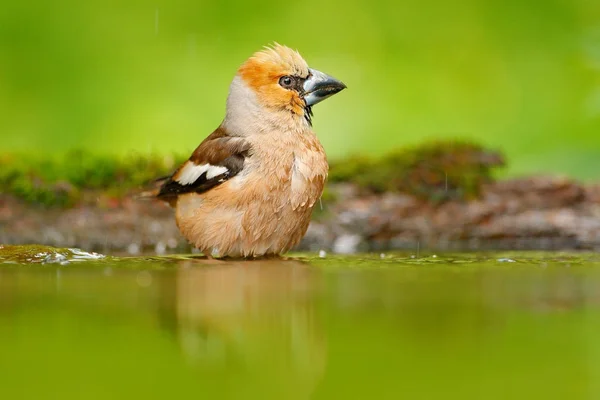 Beautiful Songbird Hawfinch Water Mirror Brown Songbird Sitting Water ...