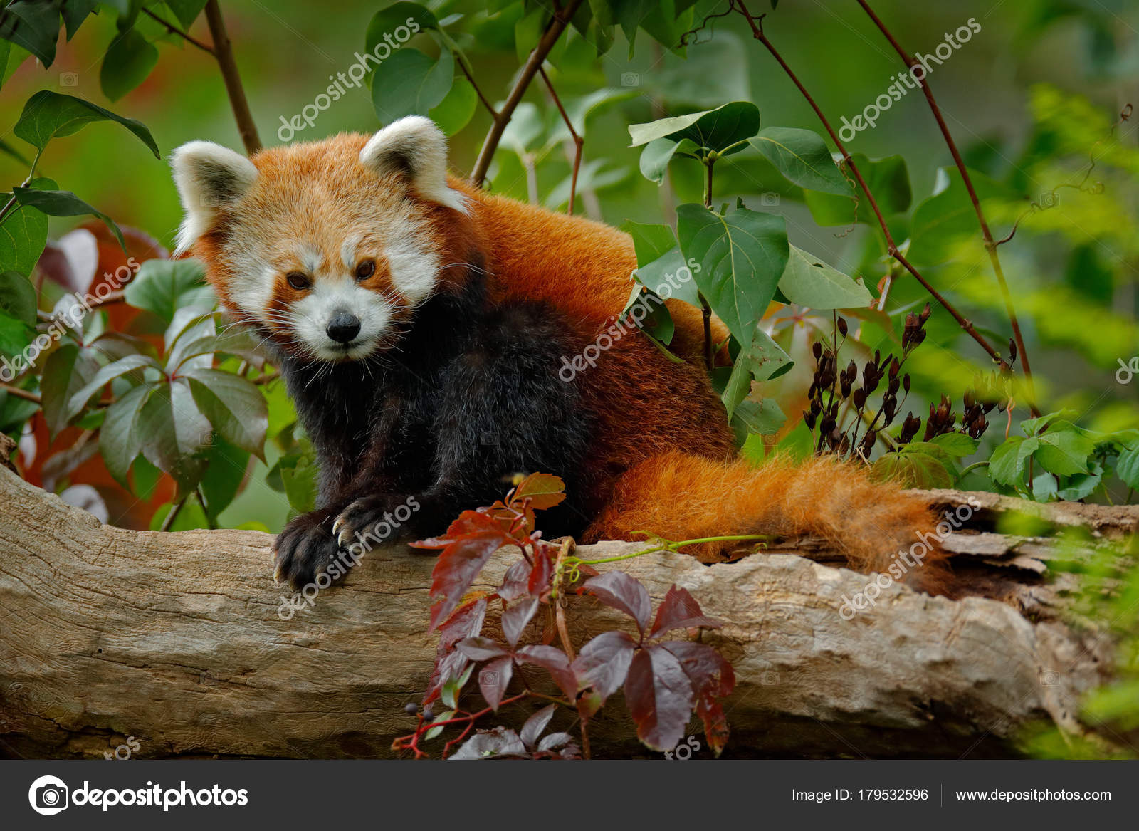 Teenage Red Panda Bear