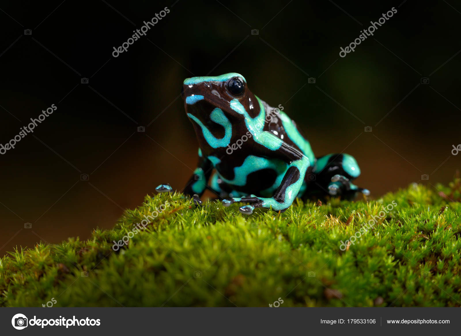 Amazon Poison Dart Frog
