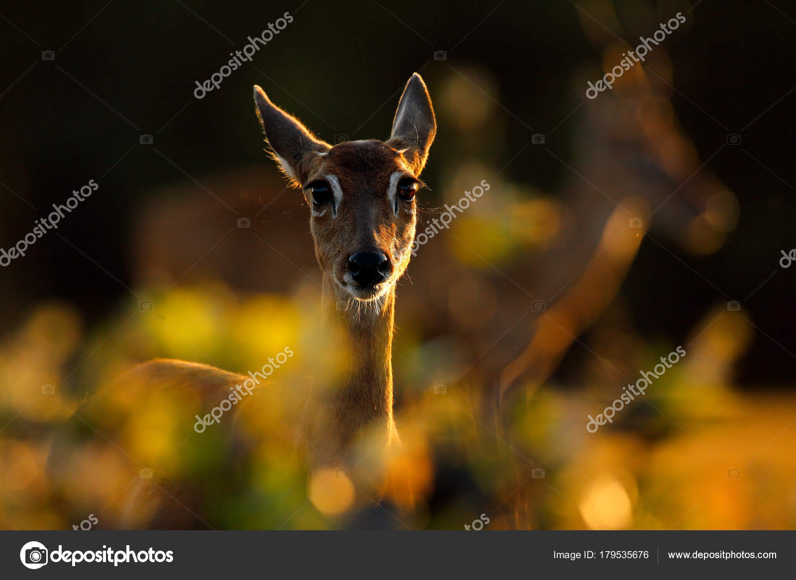 Evening Back Light Portrait Deer Pampas Deer Ozotoceros Bezoarticus ...