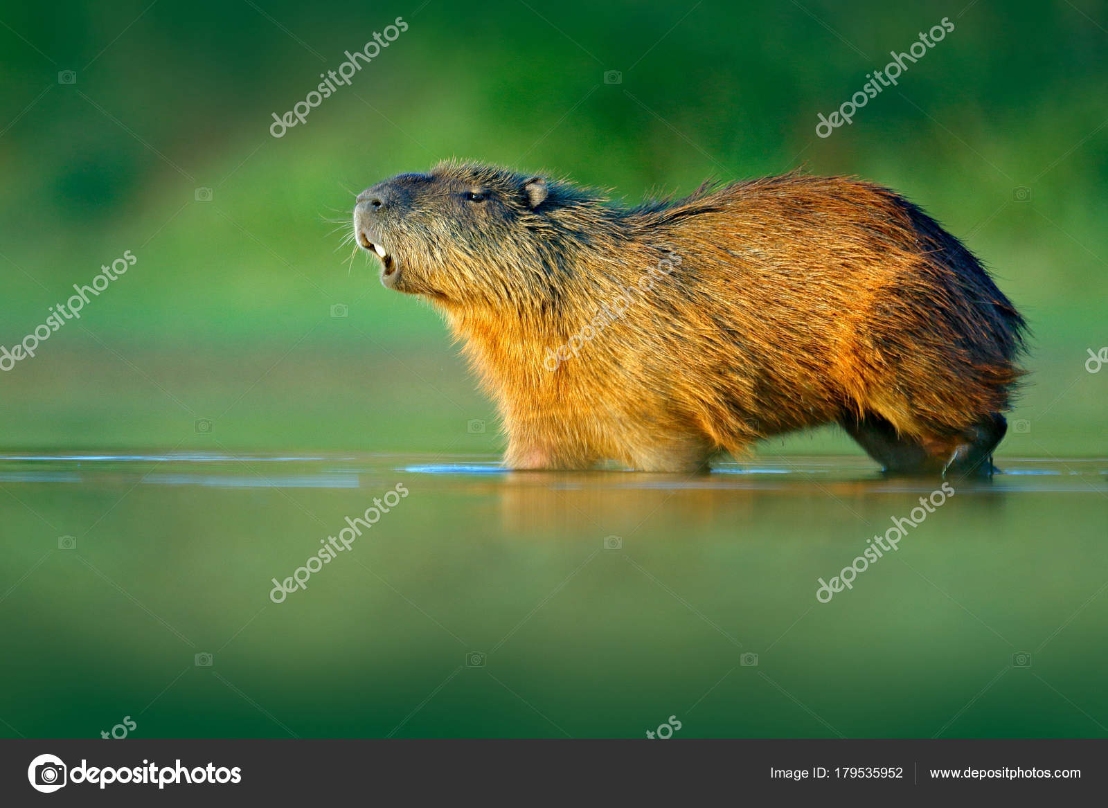Capybara Hydrochoerus Hydrochaeris Biggest Mouse Water Evening Light ...