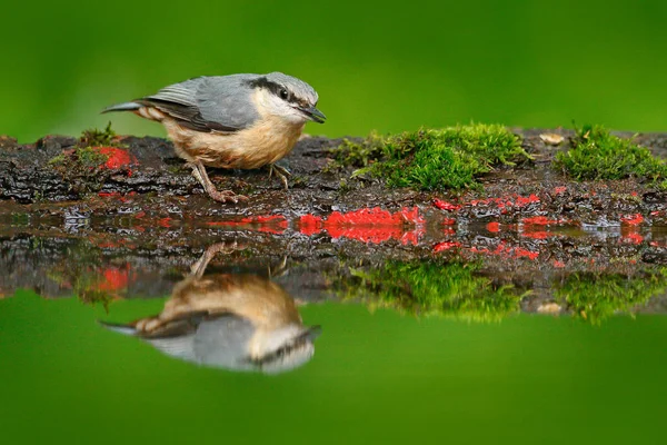 Eurasian Nuthatch, Sitta europaea, beautiful yellow and blue-grey ...