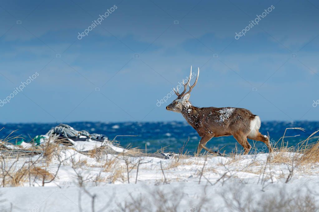 Ciervo sika Hokkaido, Cervus nippon yesoensis, en prado de nieve, mar ...