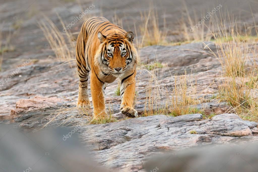 Indian Tiger Wild Danger Animal Nature Habitat Ranthambore India Big ...