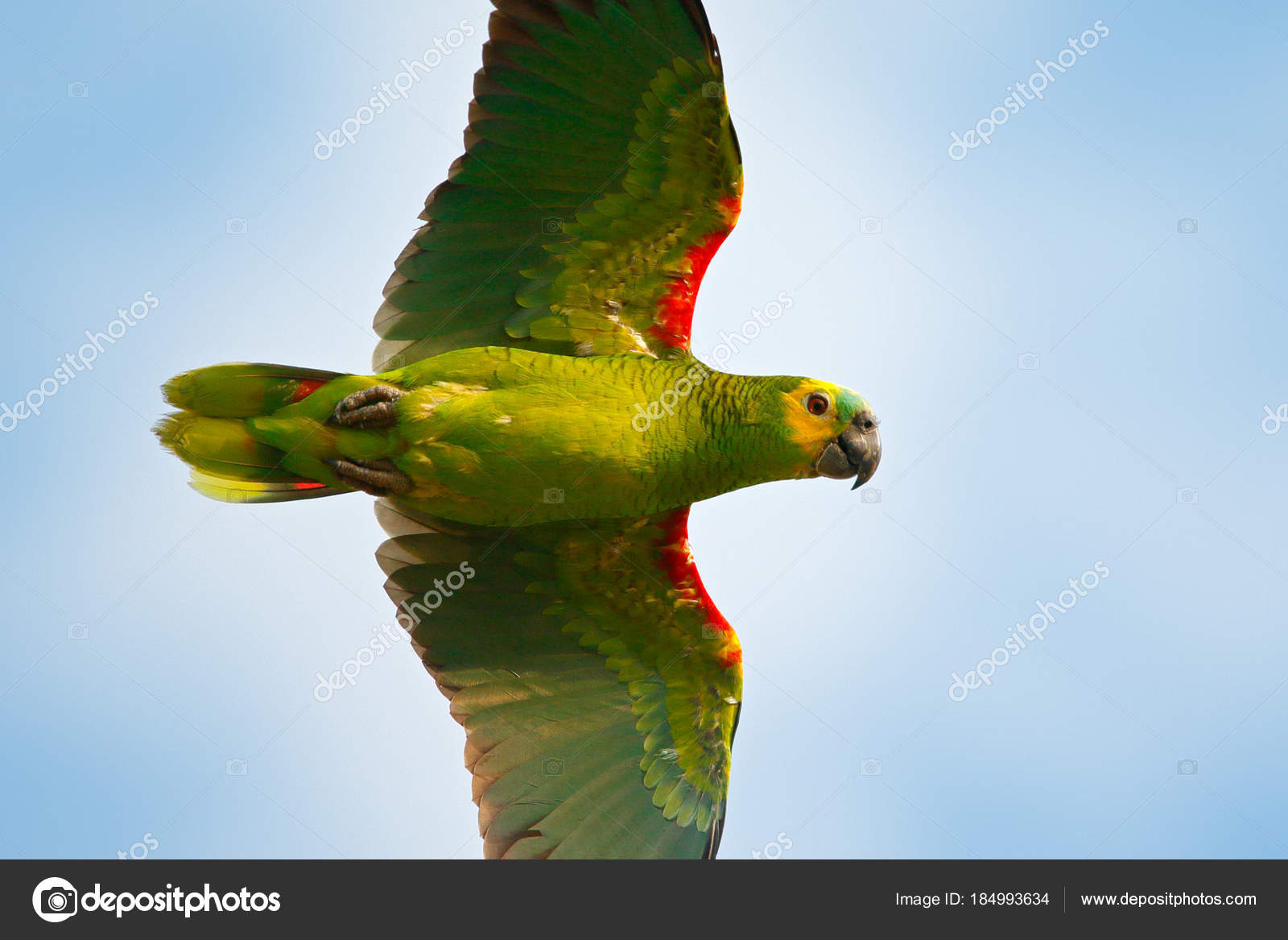 Yellow Headed Amazon Flying