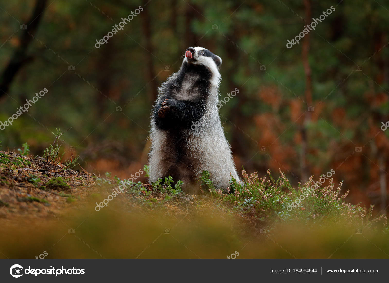 Badger Forest Animal Nature Habitat Germany Europe Wildlife Scene Wild ...