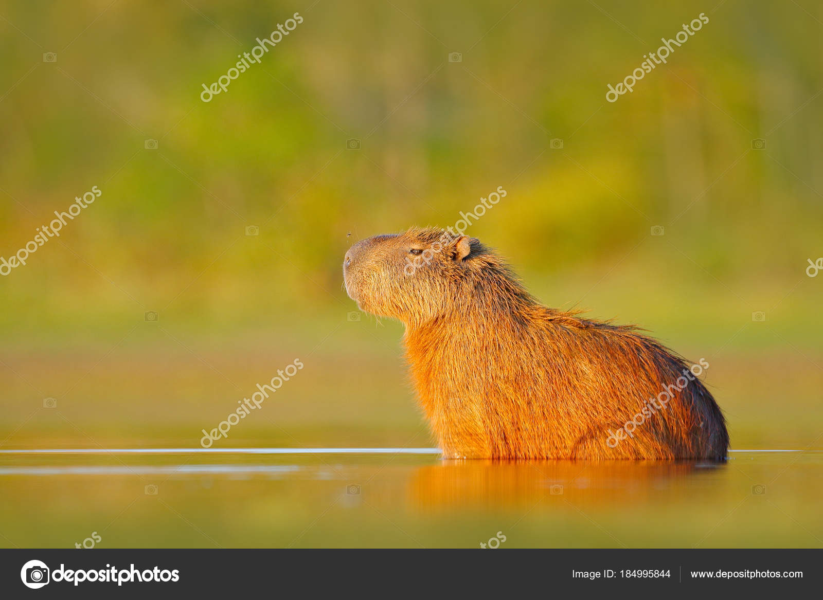 Capybara Hydrochoerus Hydrochaeris Biggest Mouse Water Evening Light ...