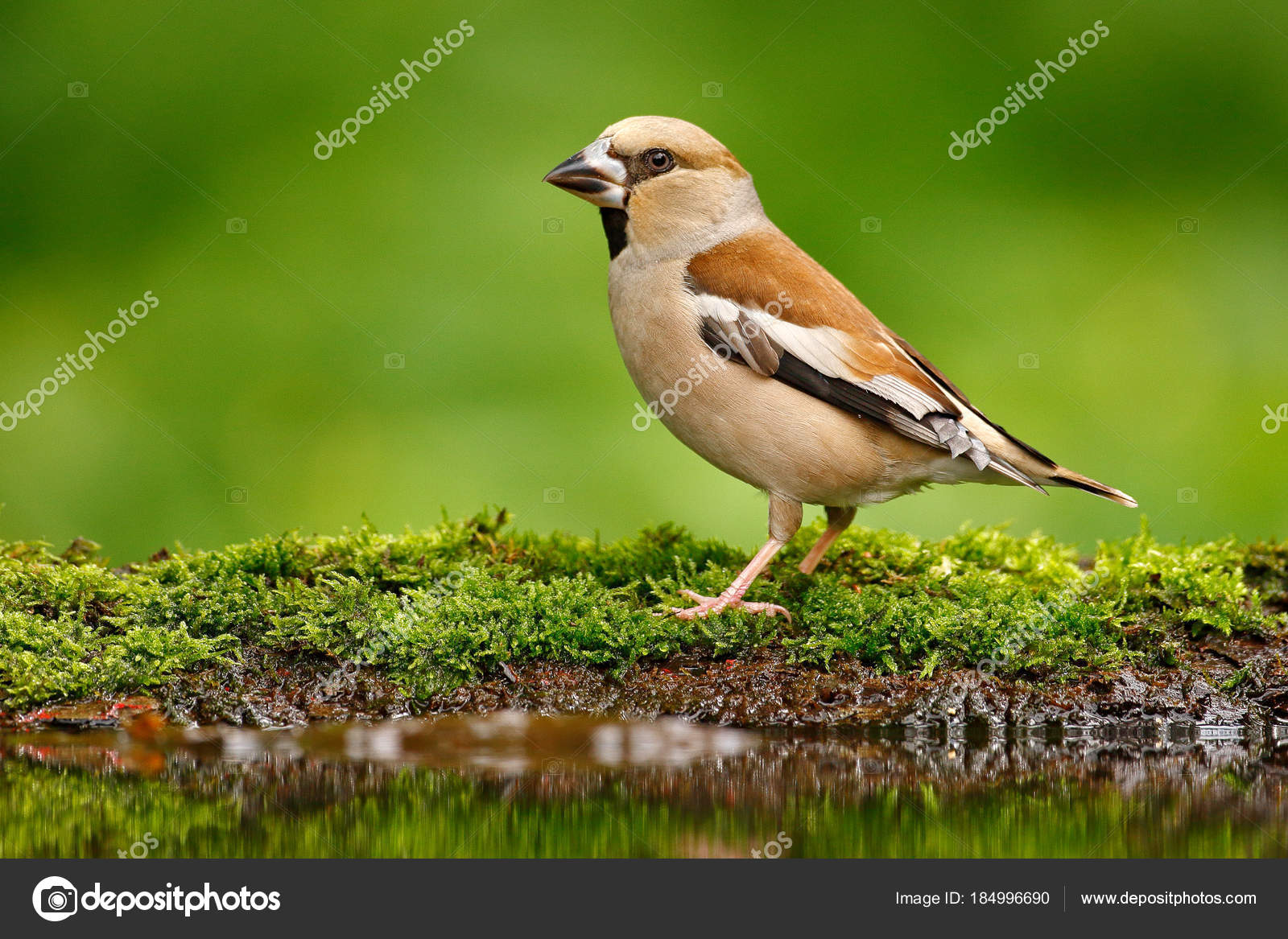 Beautiful Songbird Hawfinch Water Mirror Brown Songbird Sitting Water ...