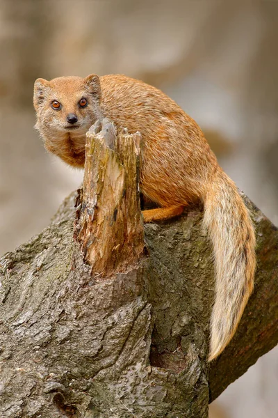 ᐈ Mongoose stock images, Royalty Free mongoose pictures photos ...