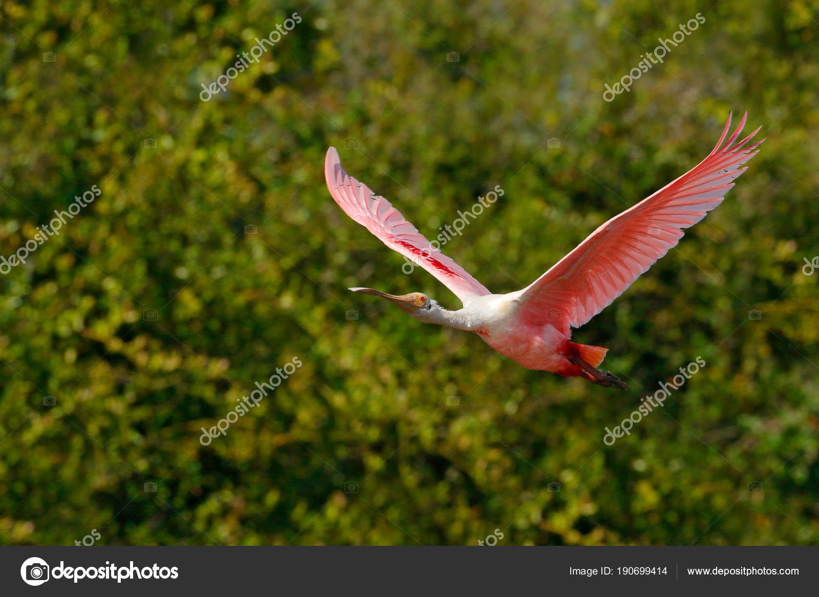 Pink spoonbill fly Stock Photo by ©OndrejProsicky 190699414