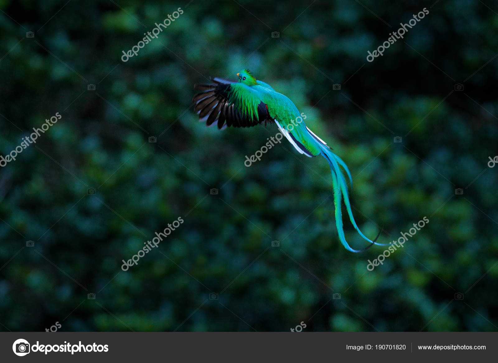Resplendent Quetzal Blue