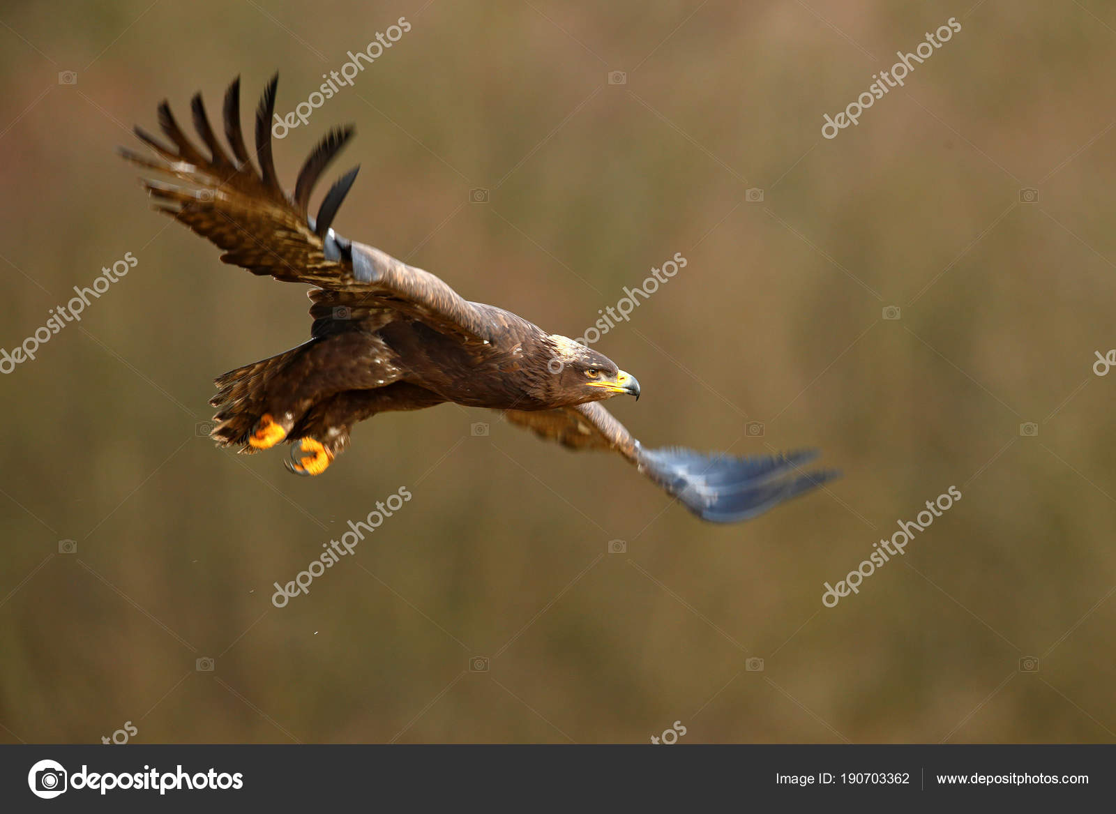 Action fly scene with eagle — Stock Photo © OndrejProsicky #190703362
