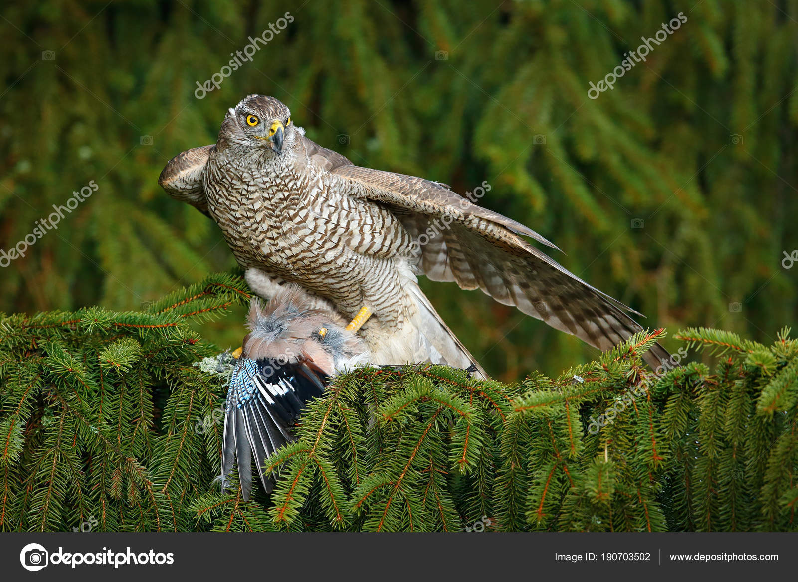 Goshawk with dead jay on spruce tree Stock Photo by ©OndrejProsicky ...