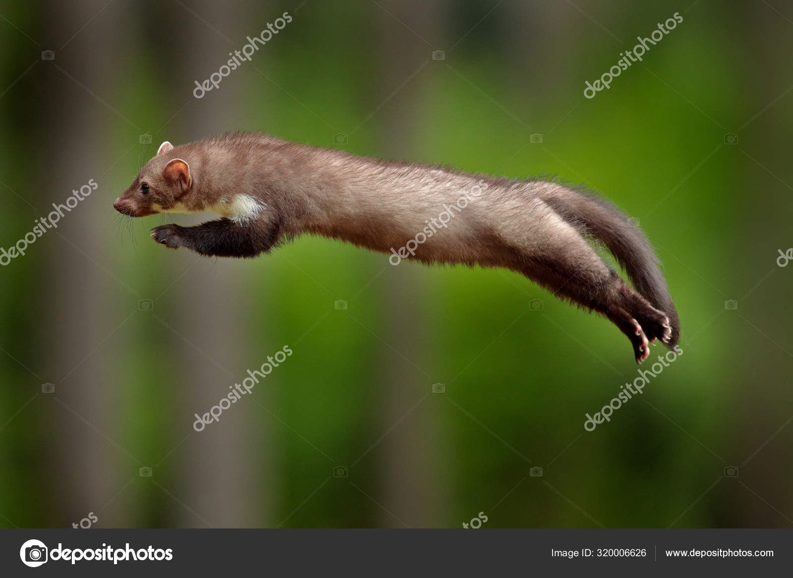 Ferret Jumping