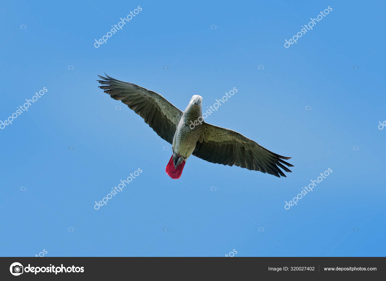 African Grey Parrot Flying