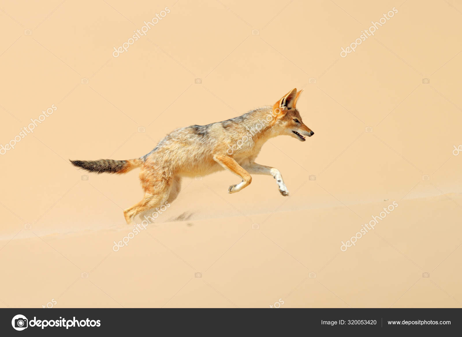 Jackal running on the sand dune in the Namib desert. Hot day in sand ...
