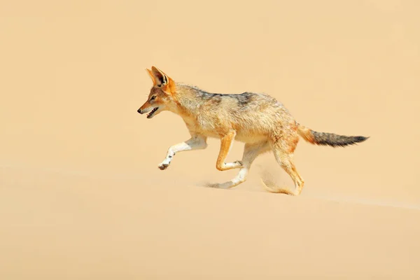 Jackal running on the sand dune in the Namib desert. Hot day in sand ...