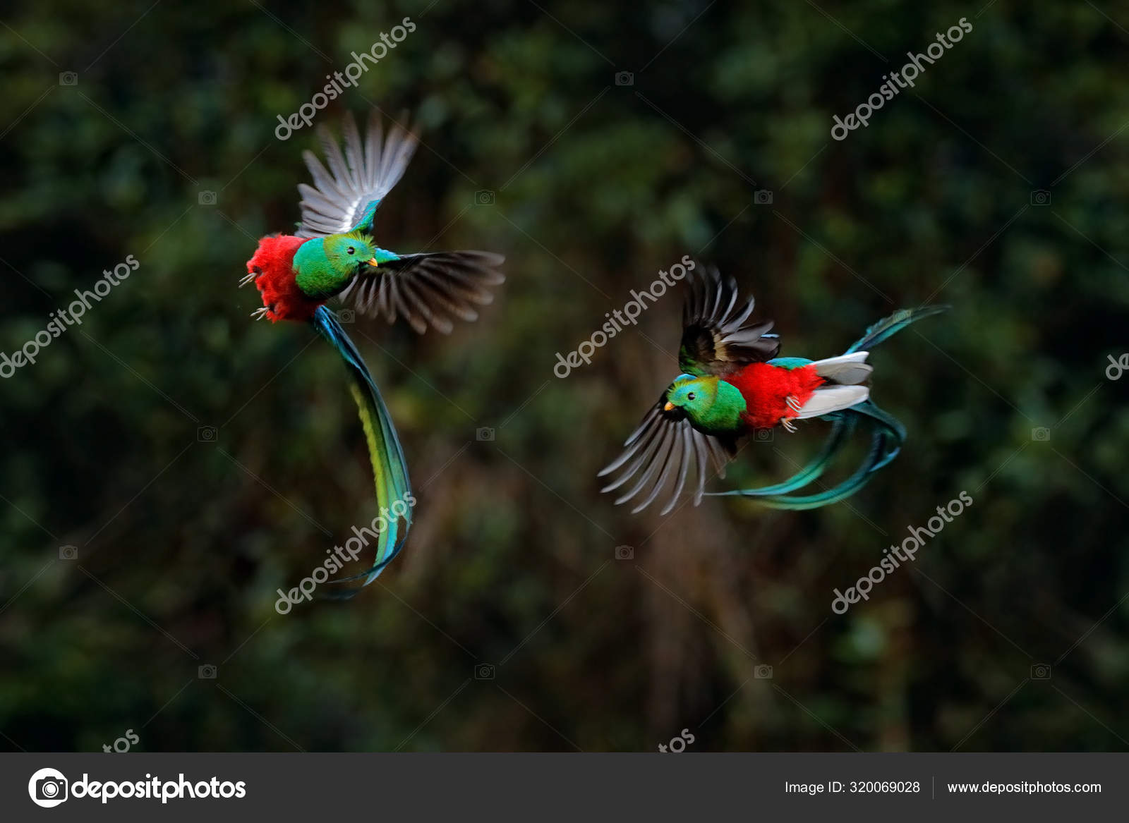 Quetzal Bird Ultra Hd