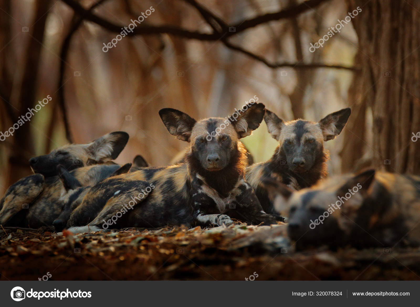 Are Dog Packs Dangerous