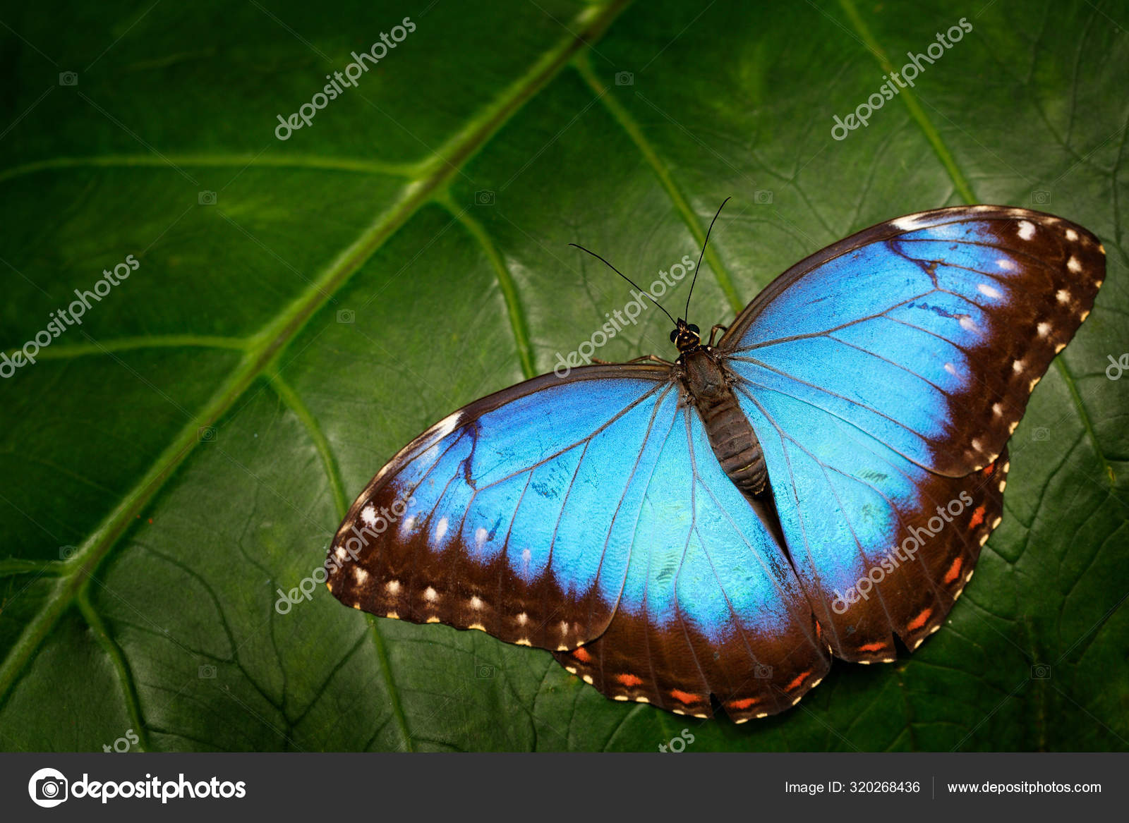 Blue Morpho Butterfly Habitat
