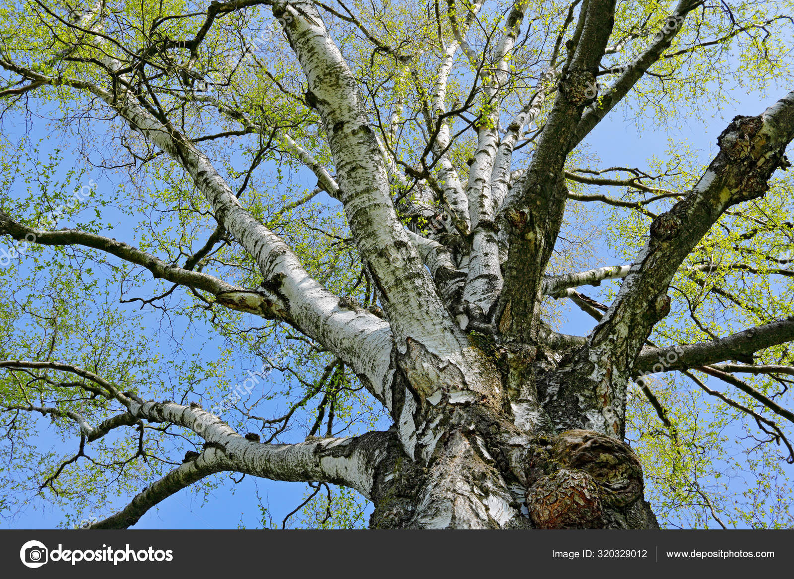 Old birch tree, treetop crown with blue sky. Detail from nature. Tree ...