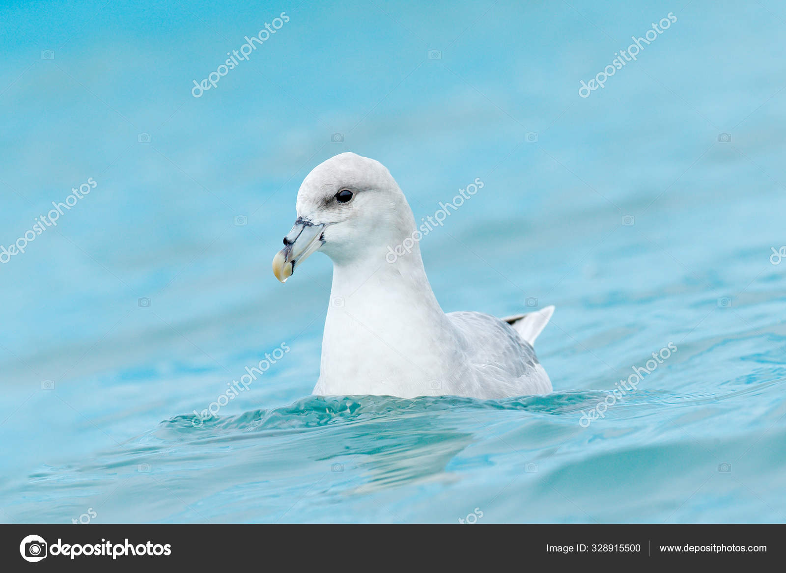 Northern Fulmar, Fulmarus glacialis, white bird in the blue water, dark ...