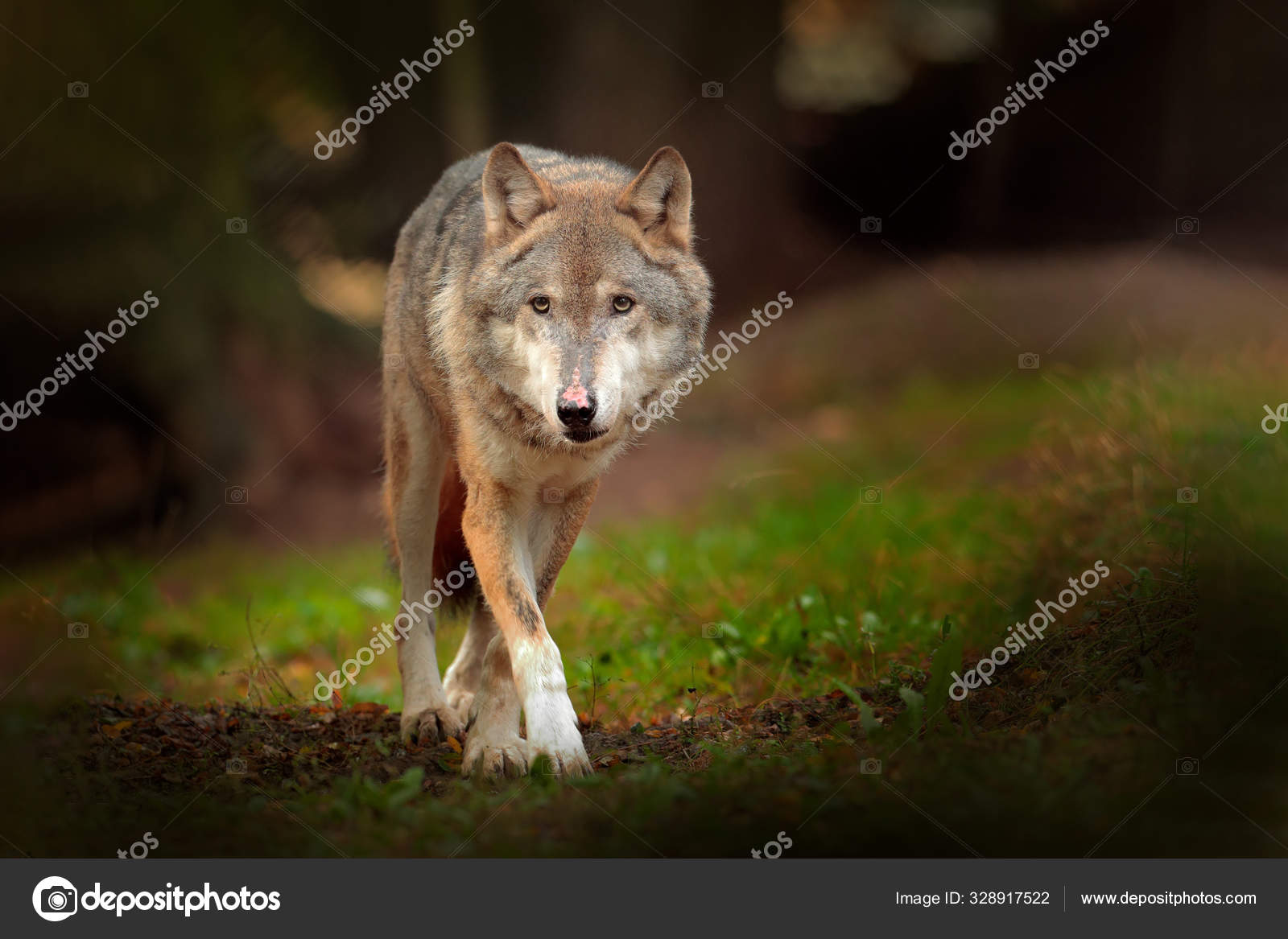 Gray wolf, Canis lupus, in the spring light, in the forest with green ...