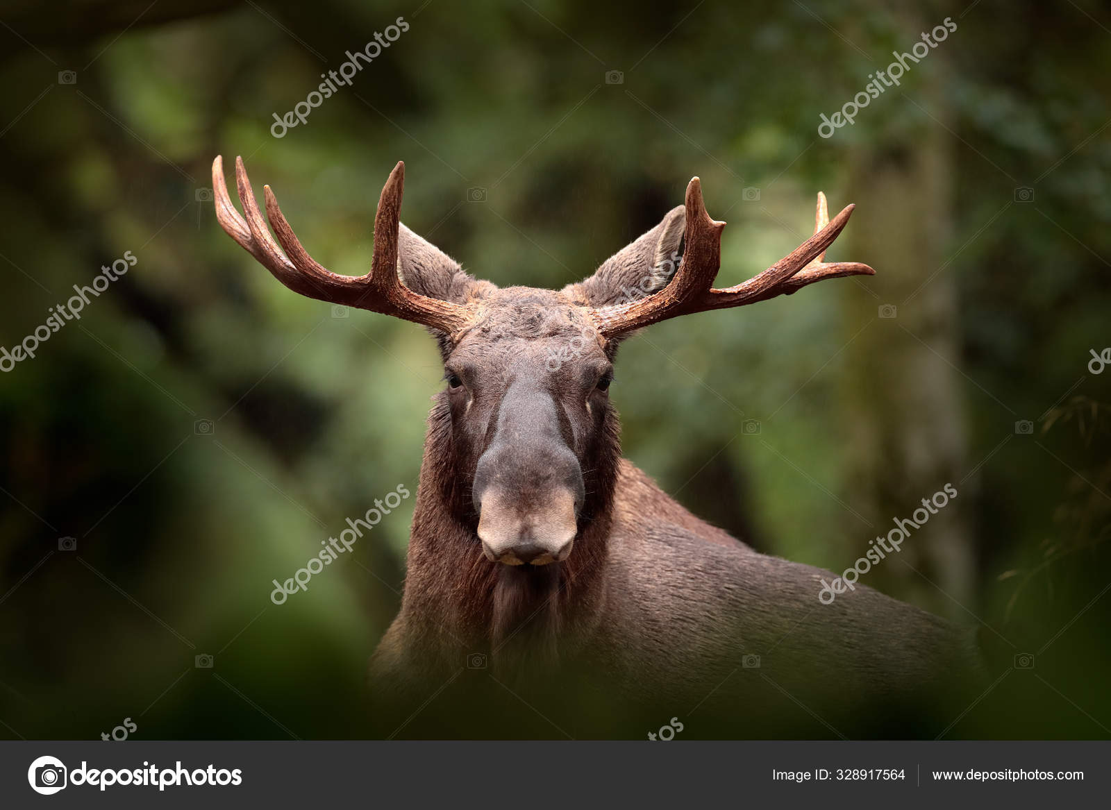 Eurasian Elk