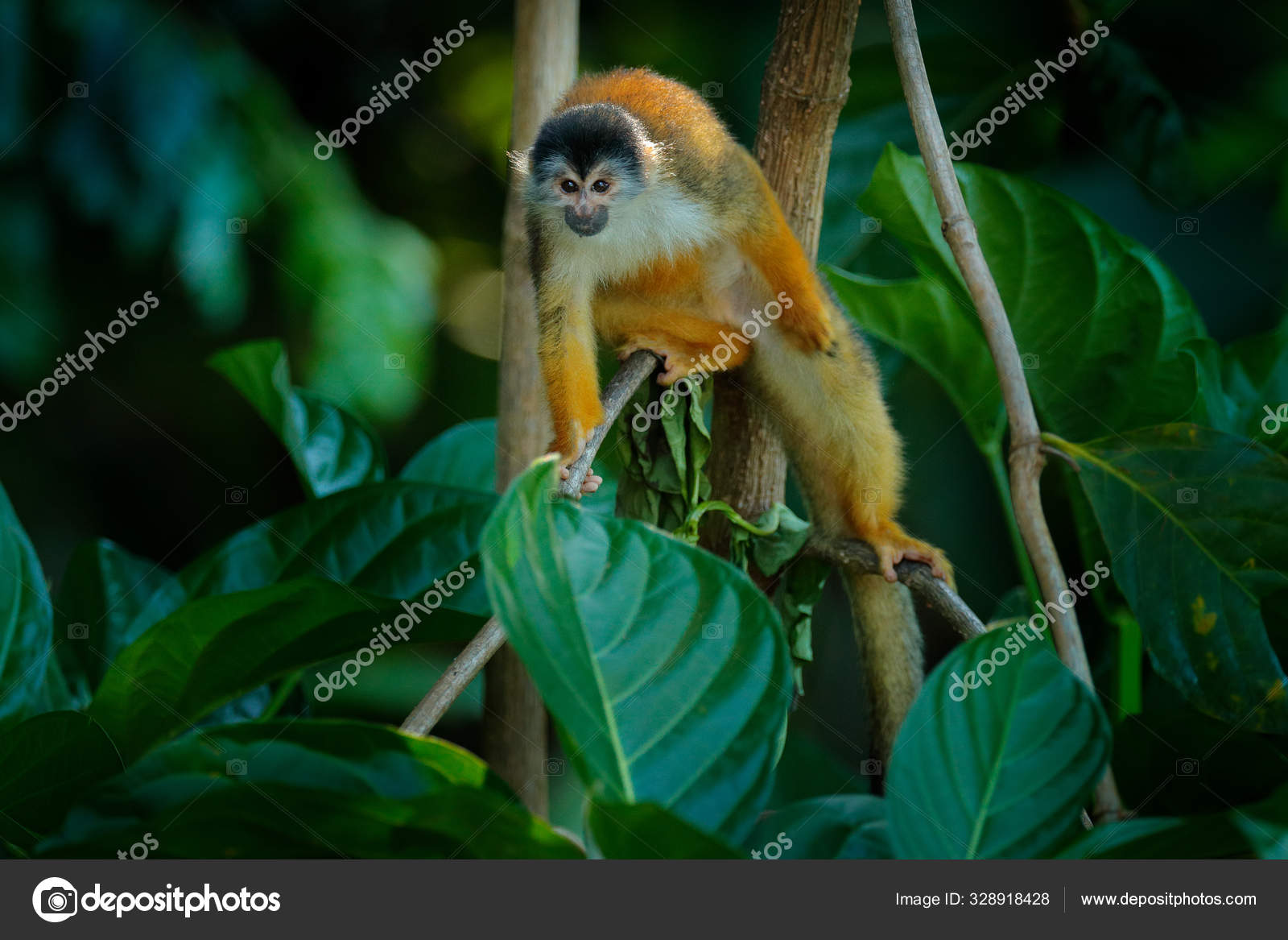 Monkey in the tropic forest vegetation. Animal, long tail in tropic ...