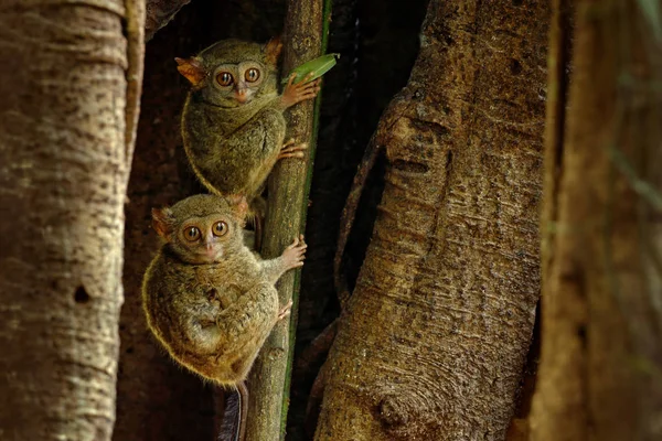 Family of spectral tarsiers, Tarsius spectrum, portrait of rare endemic ...