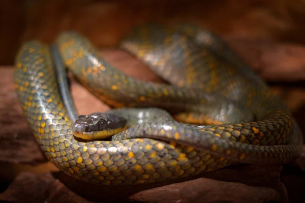 Puffing snake Stock Photos, Royalty Free Puffing snake Images ...