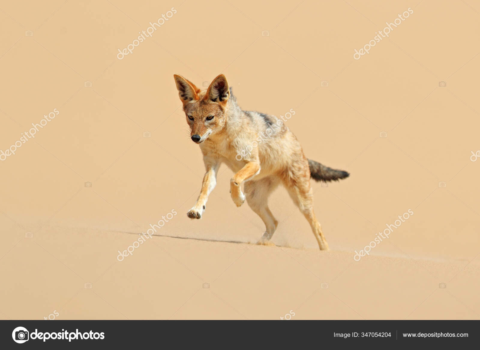 Jackal Running Sand Dune Namib Desert Hot Day Sand Animal — Stock Photo ...