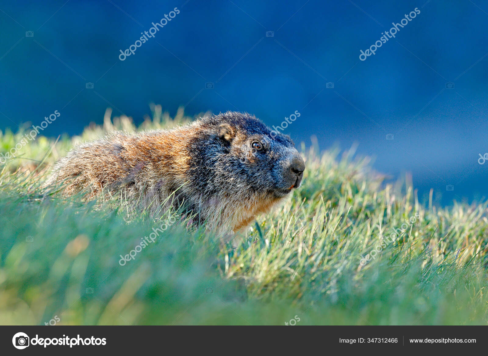 Cute Fat Animal Marmot Sitting Grass Nature Rock Mountain Habitat ...