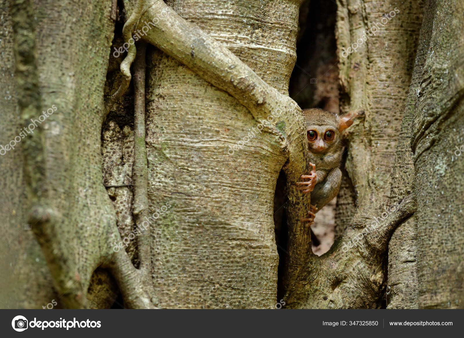 Spectral Tarsier