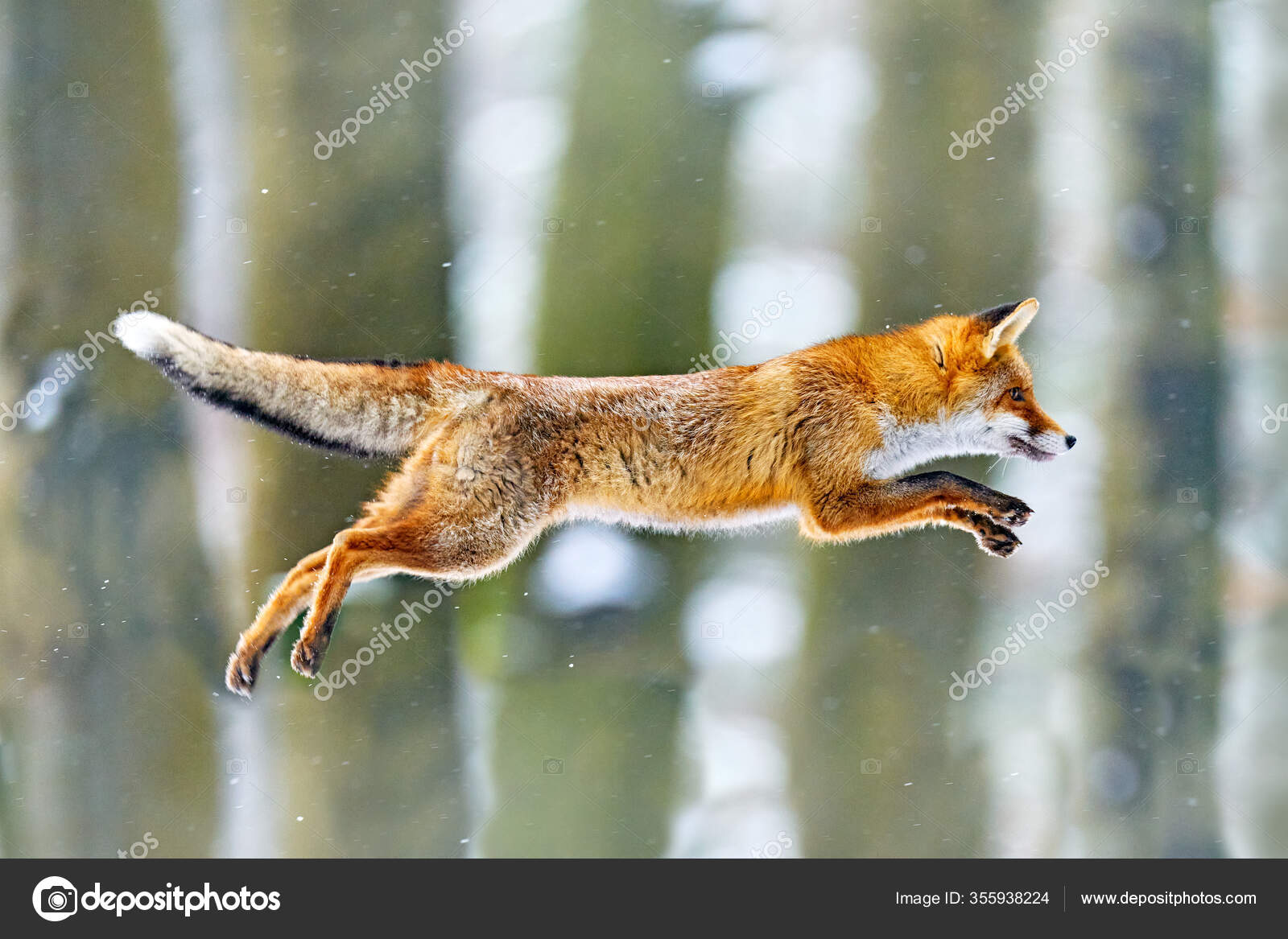 Red Fox Jumping