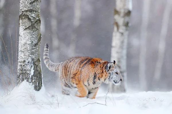 Cloe up Siberian tiger, Panthera tigris altaica, running in deep snow, young male in winter ...