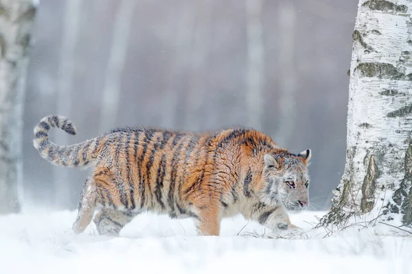 Cloe up Siberian tiger, Panthera tigris altaica, running in deep snow, young male in winter ...