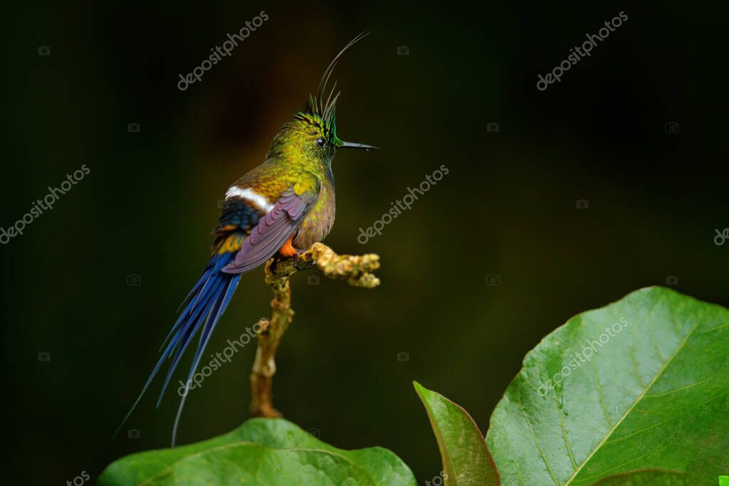 Colibrí de cresta de alambre, Discosura popelairii, colibrí de Colombia ...