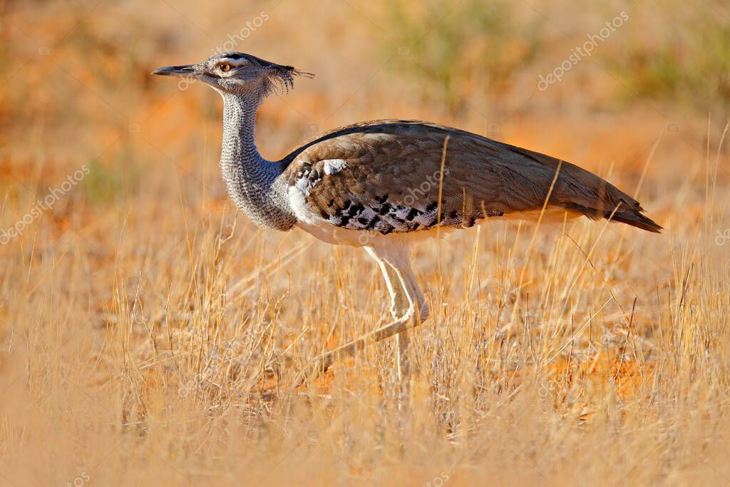 avutarda Kori, Ardeotis kori, ave voladora más grande nativa de África ...