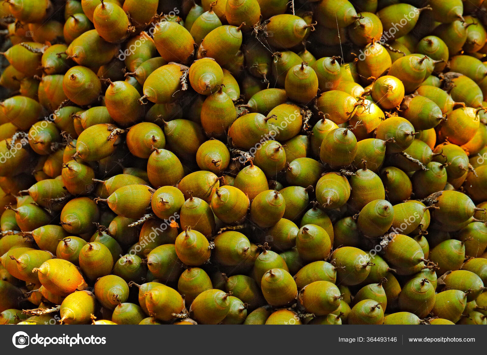 Butia Capitata Also Known Jelly Palm Butia Palm Native Brazil — Stock ...