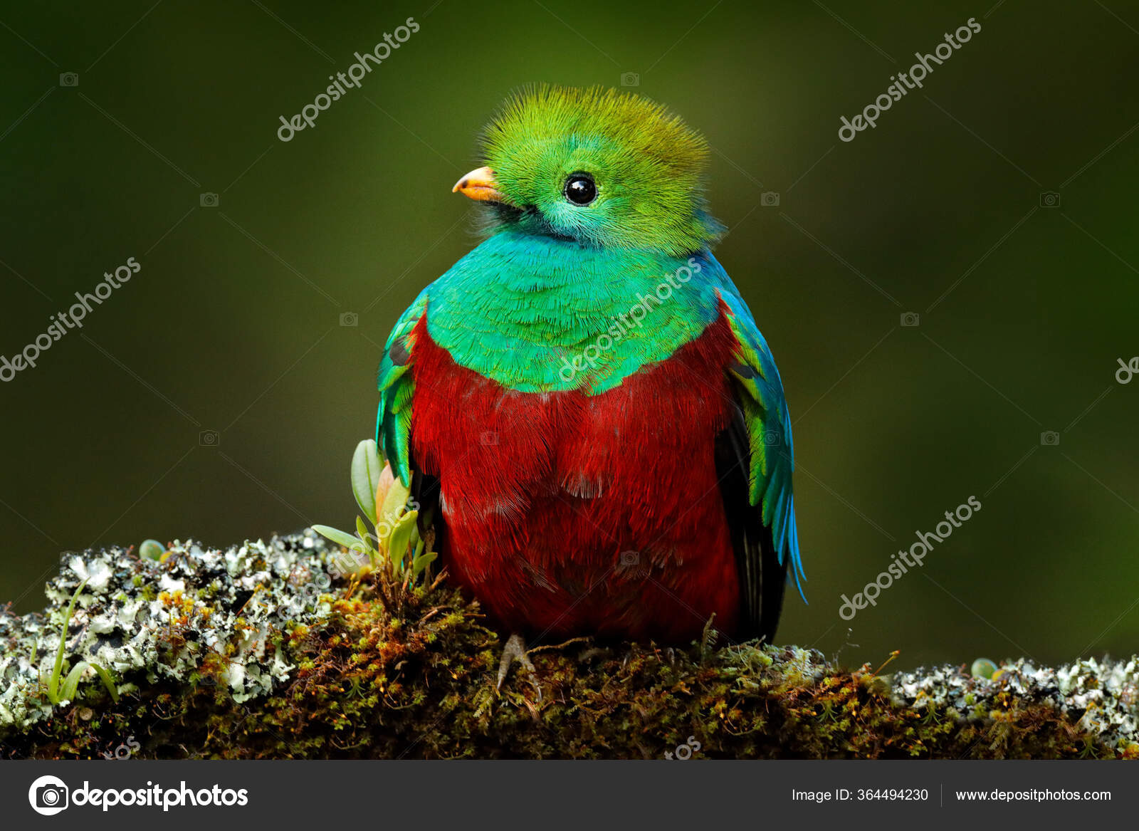 Quetzal Pharomachrus Mocinno Nature Costa Rica Pink Flower Forest ...