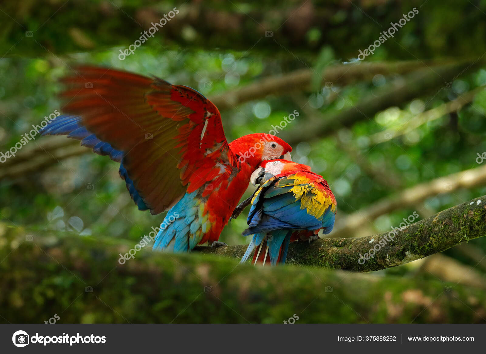 Parrots Habitat Rainforest