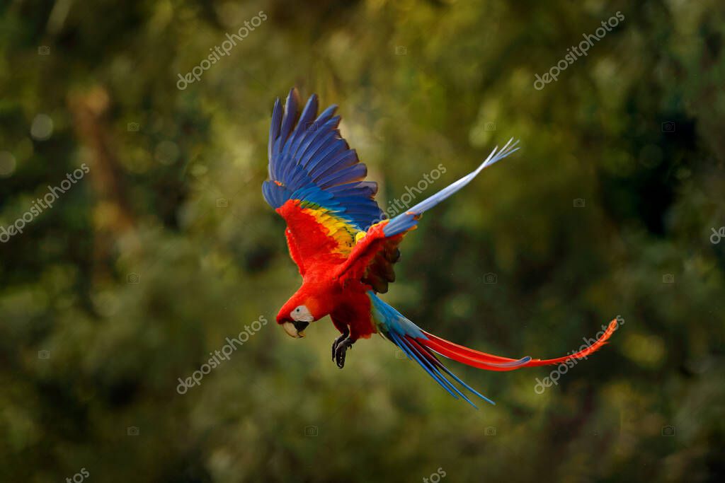 Loro guacamayo azul rojo volando en vegetación verde oscura con hermosa ...