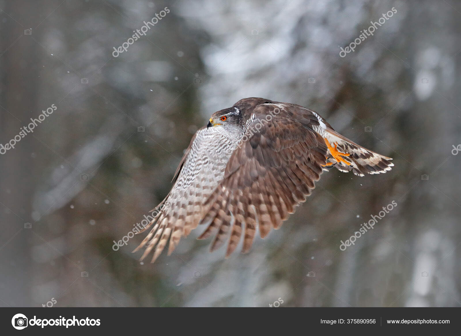 Goshawk Flight Germany Northern Goshawk Landing Spruce Tree Winter Snow ...