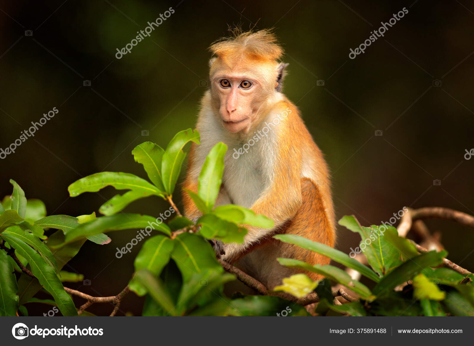 Toque Macaque Macaca Sinica Monkey Evening Sun Macaque Nature Habitat ...