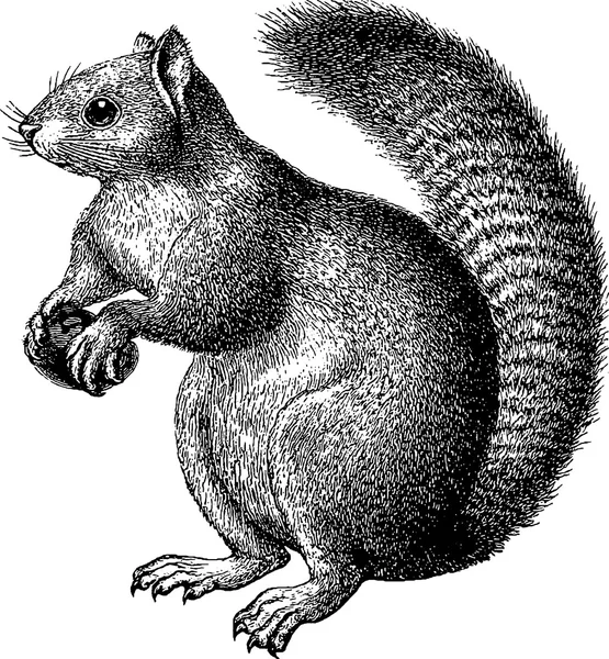Vintage squirrel Stock Photos, Royalty Free Vintage squirrel Images ...