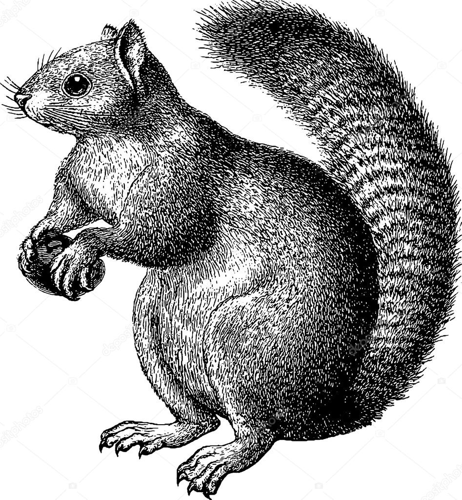 Vintage Squirrel Art